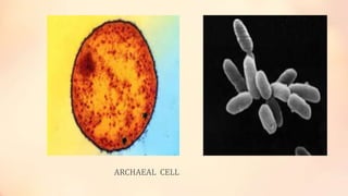 Archaea Domain Examples