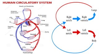 The Double Circulation System.pptx