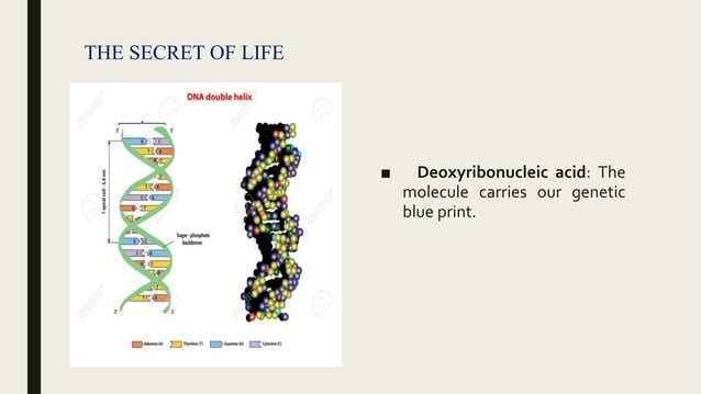The double helix | PPT