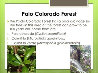 The dry forest of guanica and the caribbean | PPT