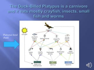 Platypus Food
