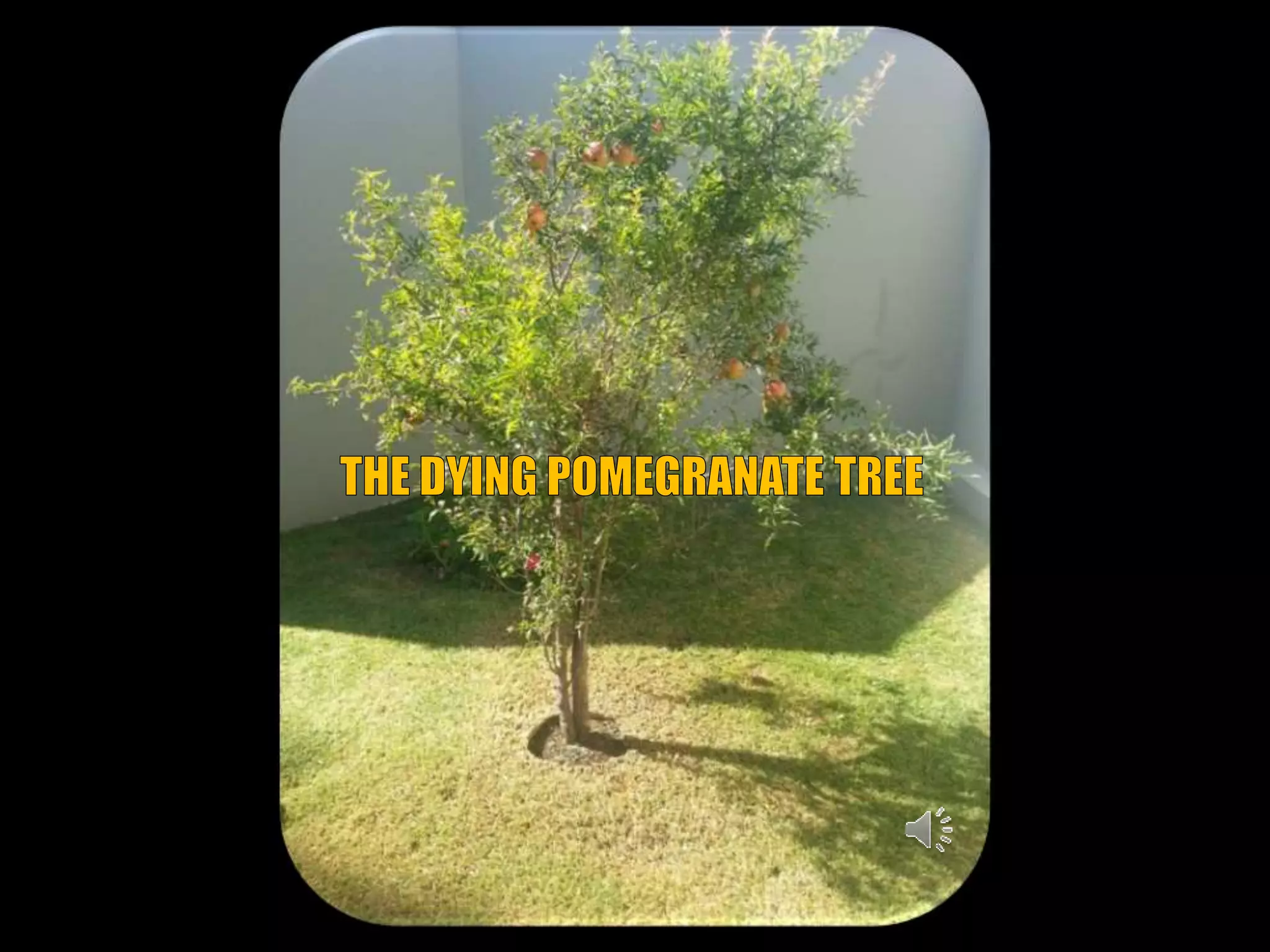 The dying pomegranate tree | PPSX