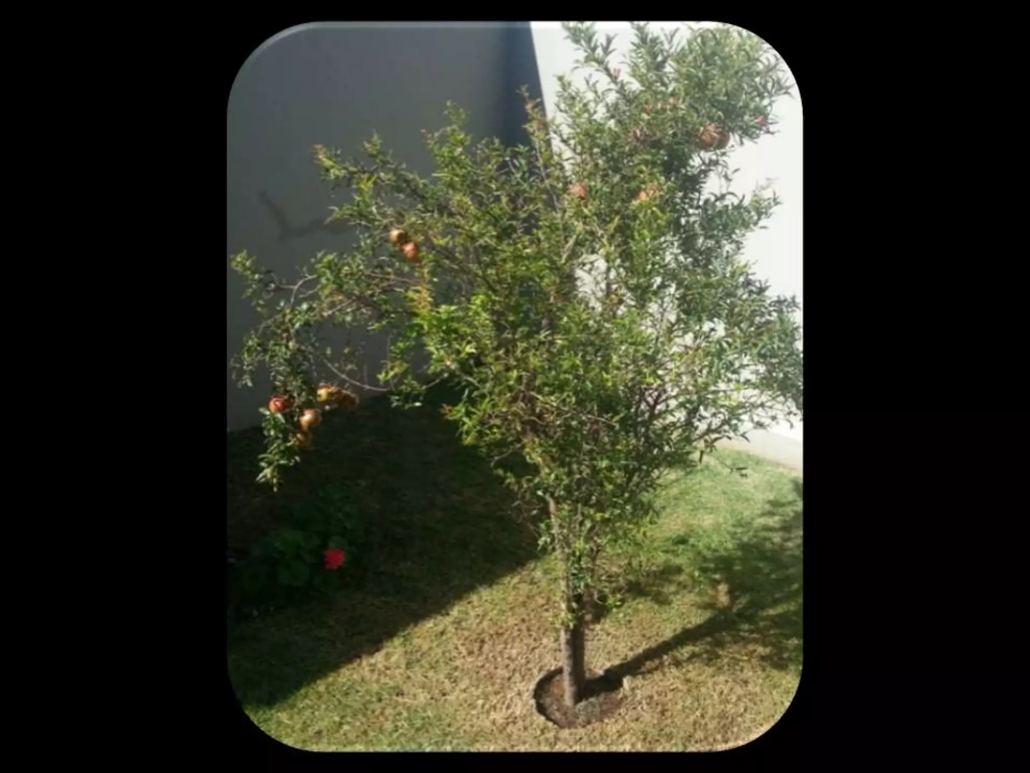 The dying pomegranate tree | PPSX