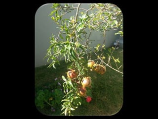 The dying pomegranate tree | PPT