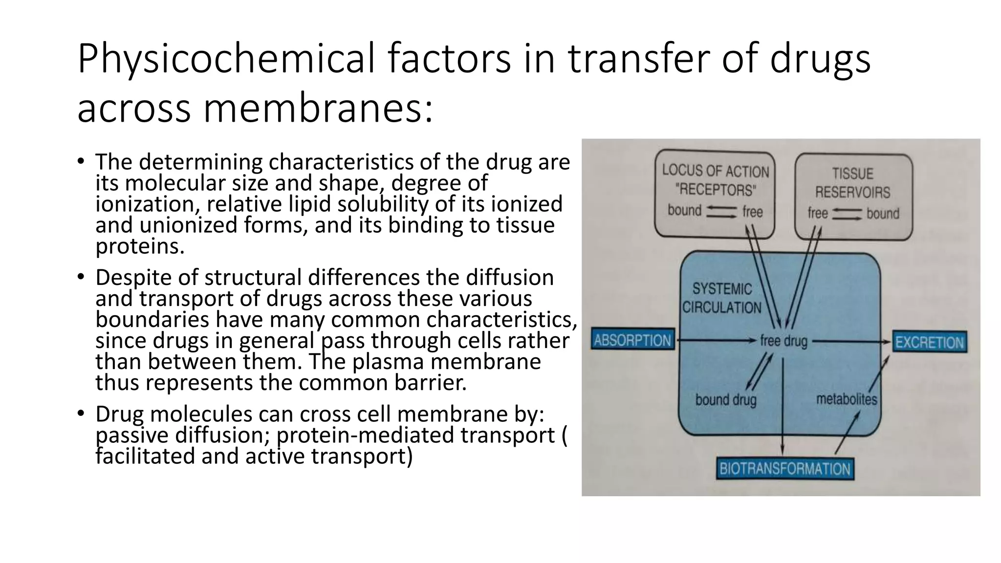 The dynamics of drug ABSORPTION and DISTRIBUTION | PPTX