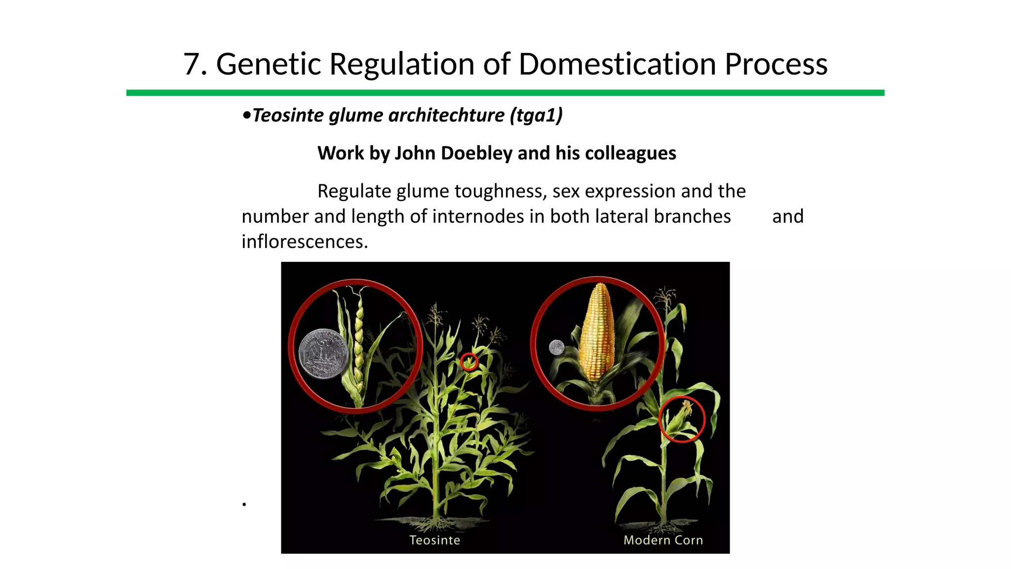 The dynamics of plant domestication.pdf