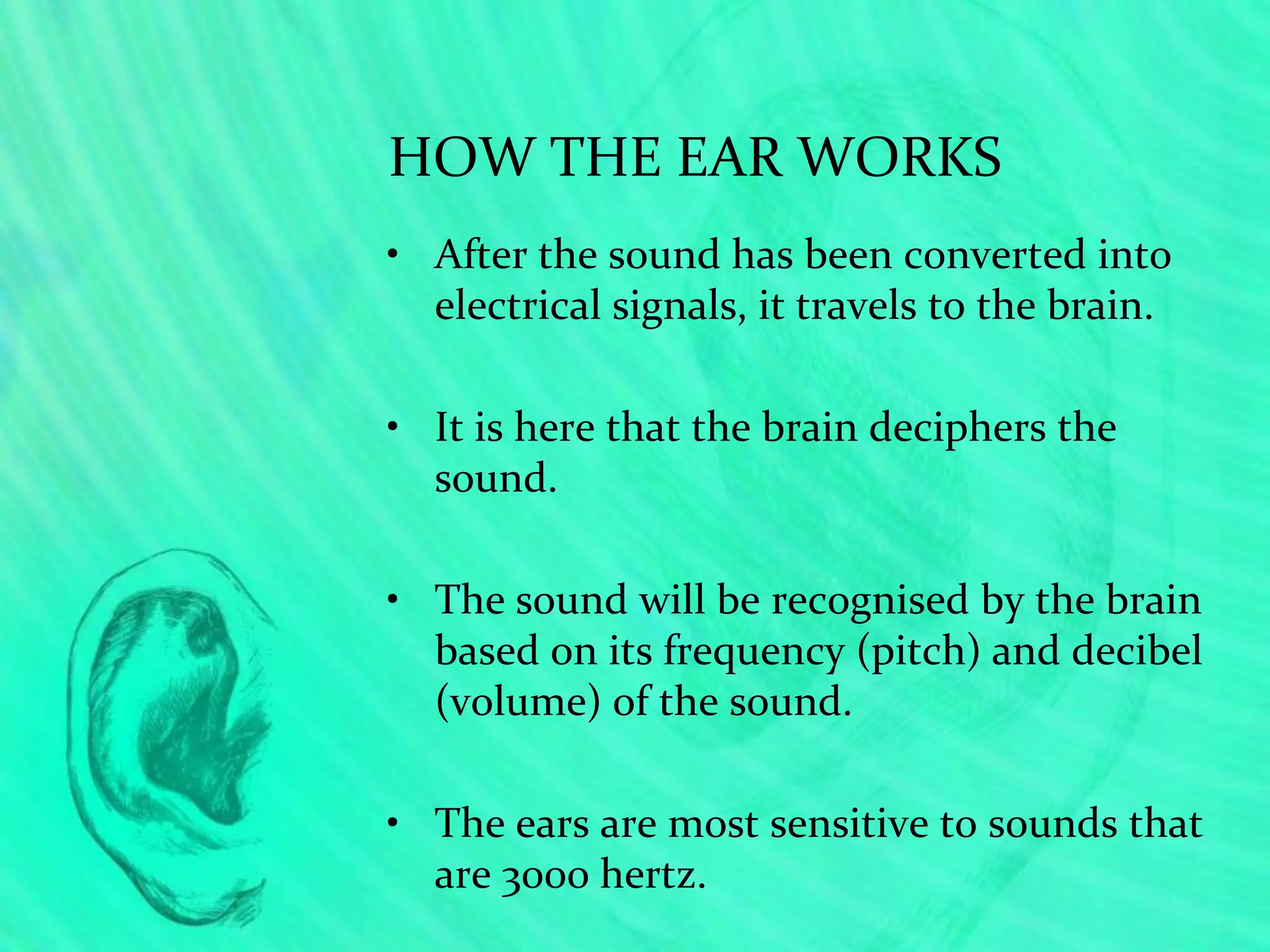 Sound Assignment-The Ear Investigation | PPTX