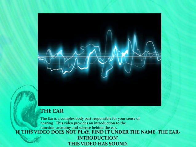 Sound Assignment-The Ear Investigation | PPT