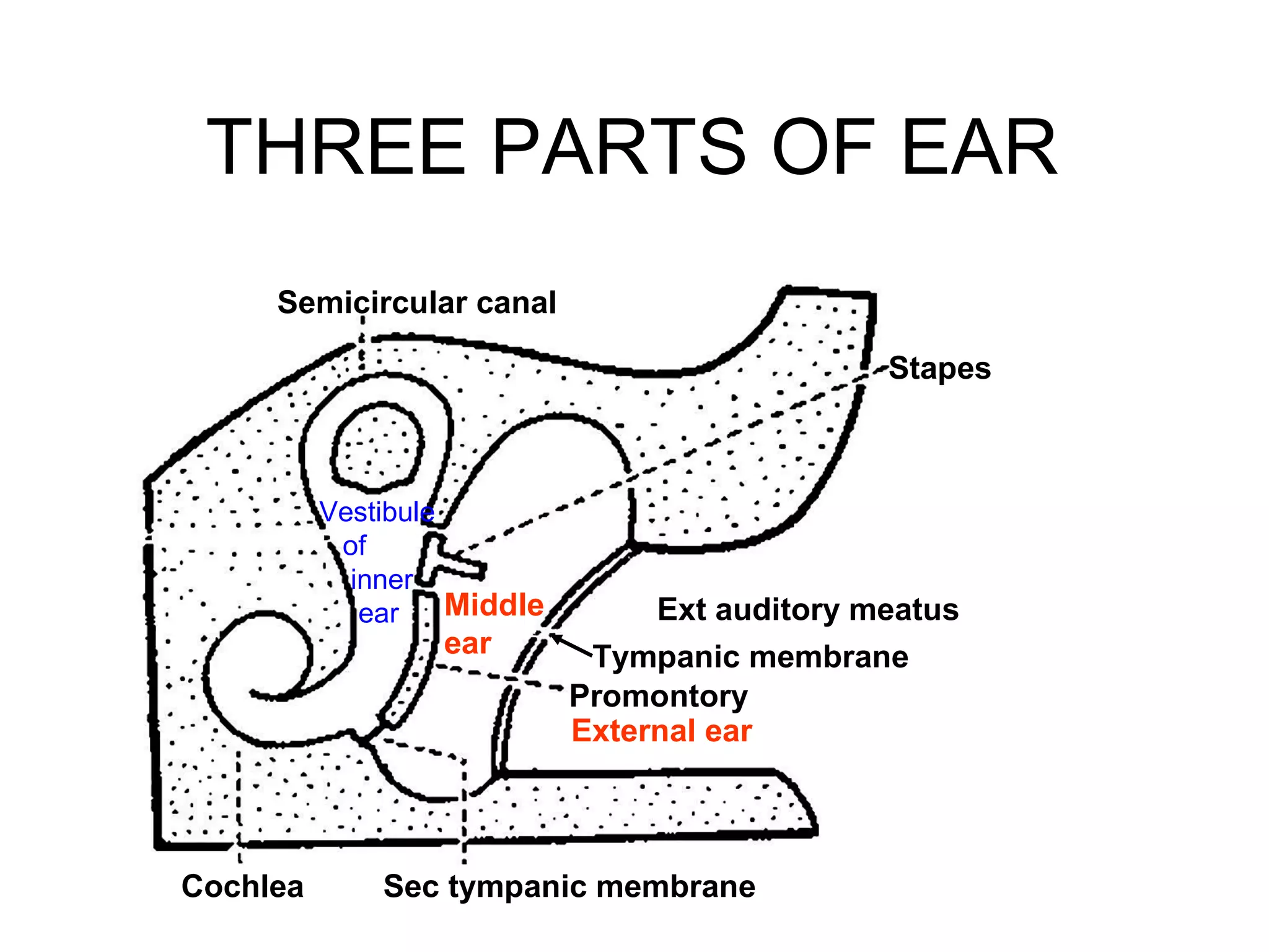 The ear. auditory pathway and olfactory pathway | PPT