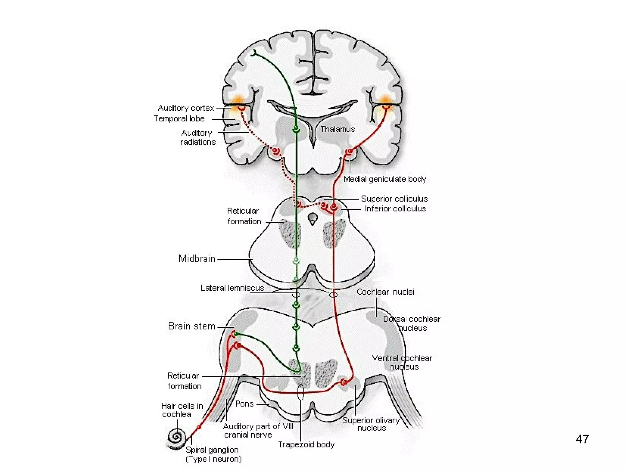 The ear. auditory pathway and olfactory pathway | PPT