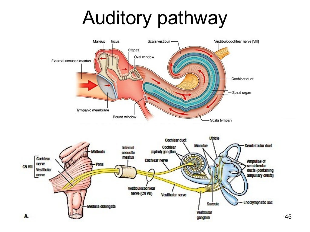 Ear Anatomy Auditory Pathway Ear Anatomy Auditory Pathway