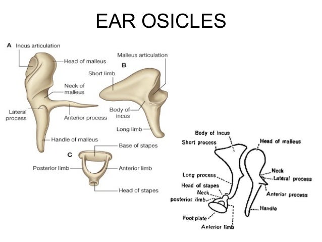 The ear. auditory pathway and olfactory pathway