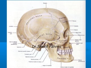 The Ear (Anatomy of the Neck) | PPS