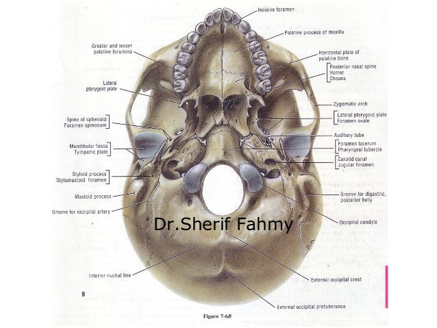 The Ear (Anatomy of the Neck)