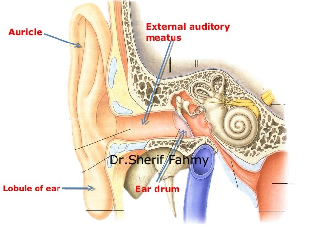 Anatomical View Of The Ear