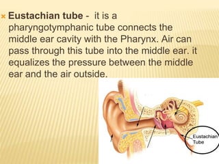 The ear | PPTX