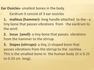The ear | PPTX