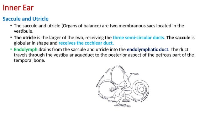 Anatomy of Ear by aizaz khan || International | PPTX