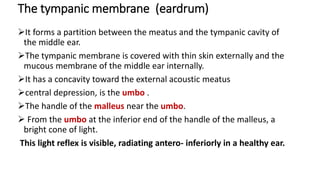 THE EAR.pdf. ...... . | PDF