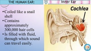The Human Ear_By Kristian Jay Q. Ortega | PPTX