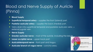 The Ear Anatomy Speech Language Pathology-1 lecture 11.pptx