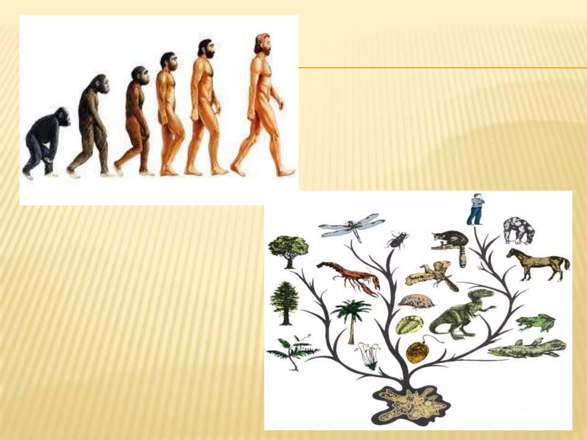 The early ancestors of the filipino's | PPTX