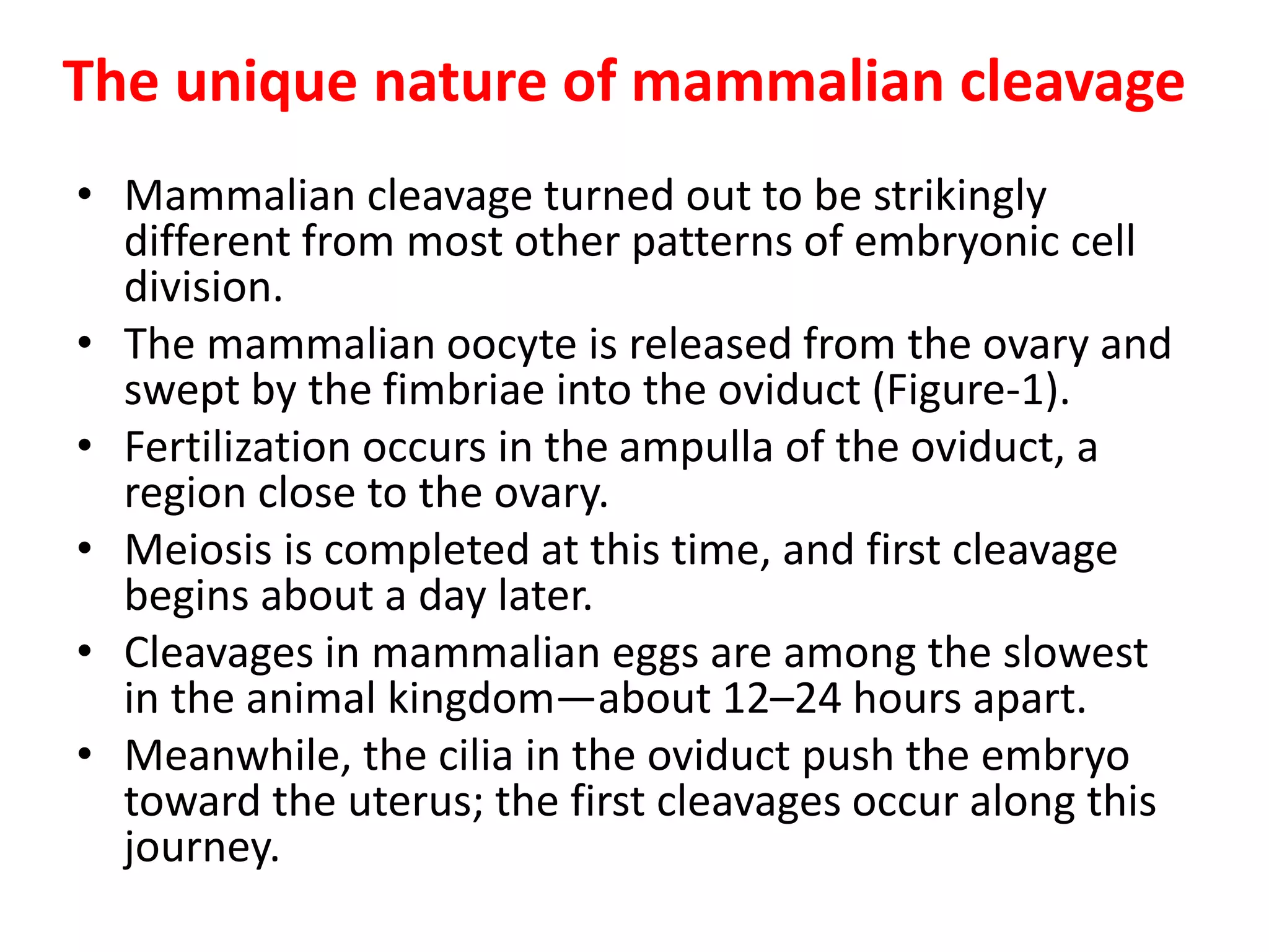 The Early Development of Mammalian.pptx