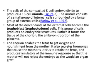 The Early Development of Mammalian.pptx