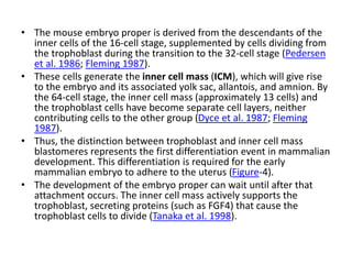 The Early Development of Mammalian.pptx