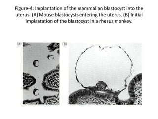 The Early Development of Mammalian.pptx