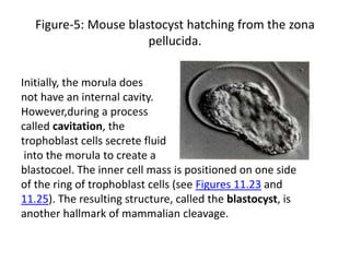 The Early Development of Mammalian.pptx