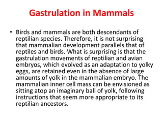 The Early Development of Mammalian.pptx
