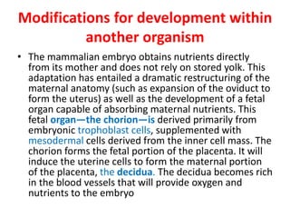 The Early Development of Mammalian.pptx