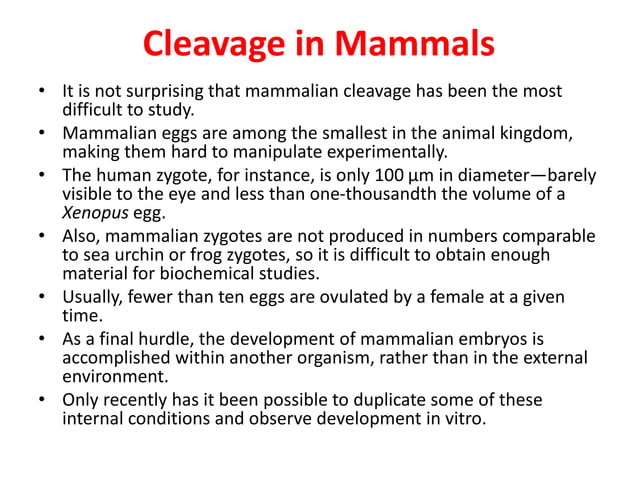The Early Development of Mammalian.pptx