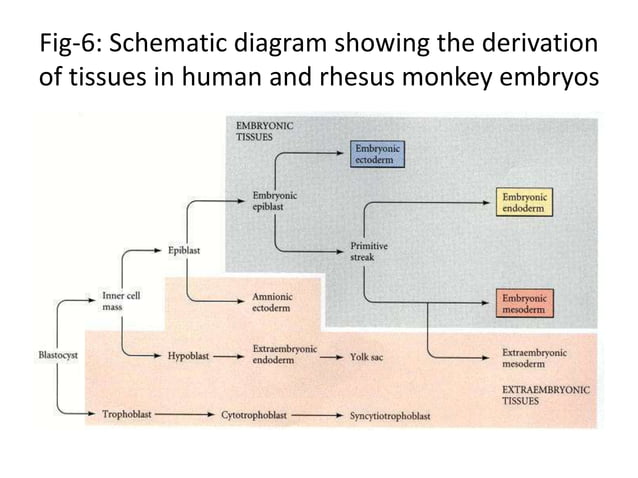 The Early Development of Mammalian.pptx