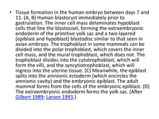 The Early Development of Mammalian.pptx