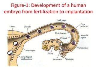 The Early Development of Mammalian.pptx