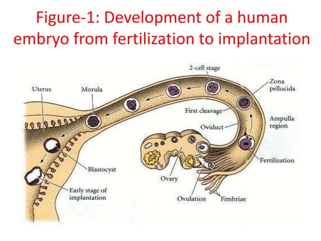 The Early Development of Mammalian.pptx