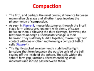 The Early Development of Mammalian.pptx