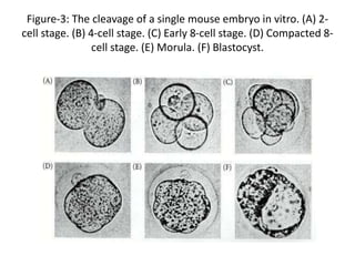 The Early Development of Mammalian.pptx
