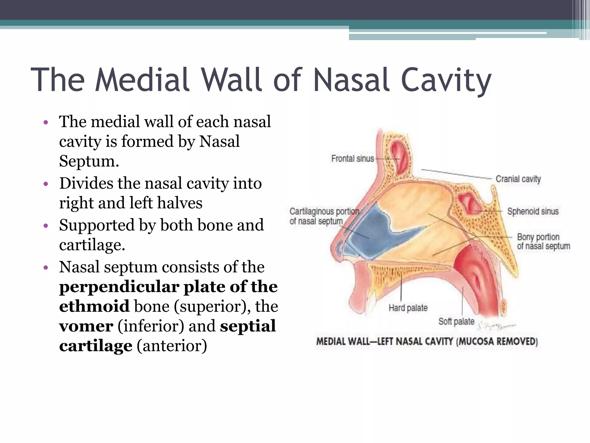 The ear,nose and paranasal sinus | PPTX