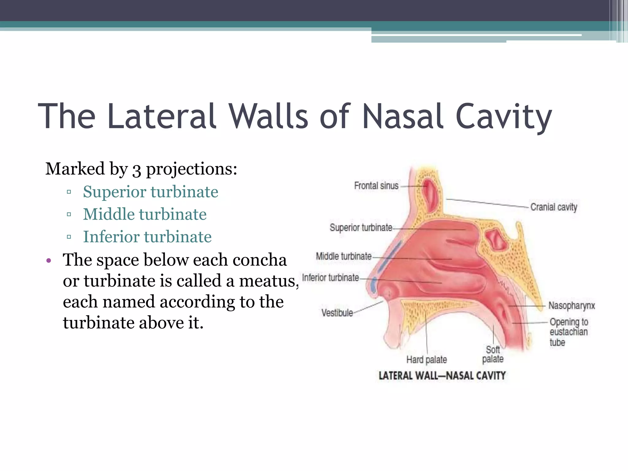 The ear,nose and paranasal sinus | PPTX