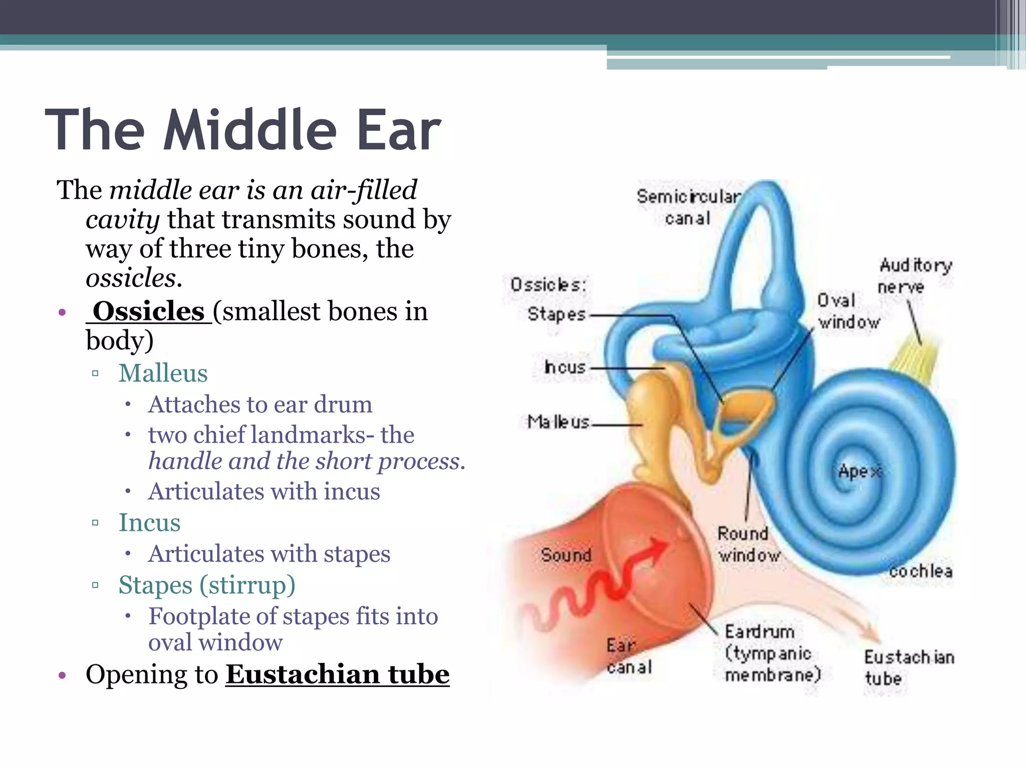 The ear,nose and paranasal sinus | PPTX
