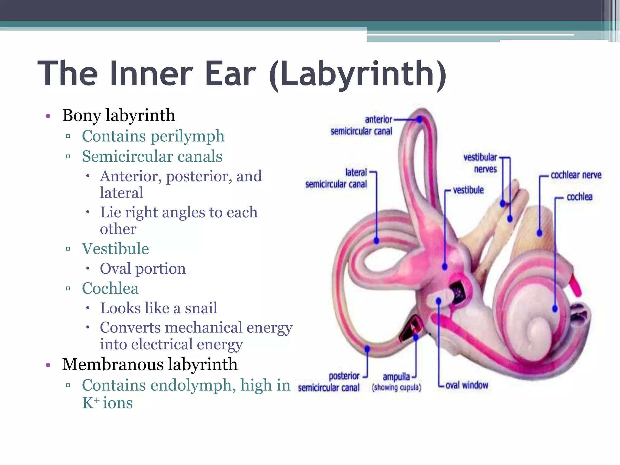 The ear,nose and paranasal sinus | PPTX