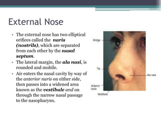 The ear,nose and paranasal sinus | PPTX
