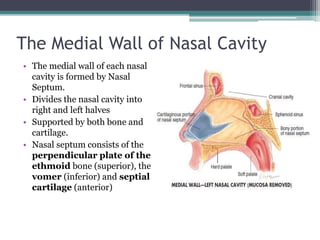 The ear,nose and paranasal sinus | PPTX