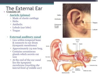 The ear,nose and paranasal sinus | PPTX
