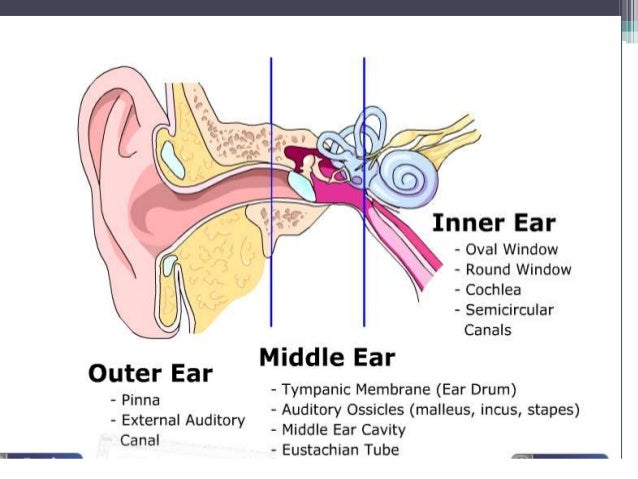 Ear And Sinus Anatomy