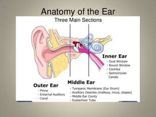 The ear {ppt} | PPTX