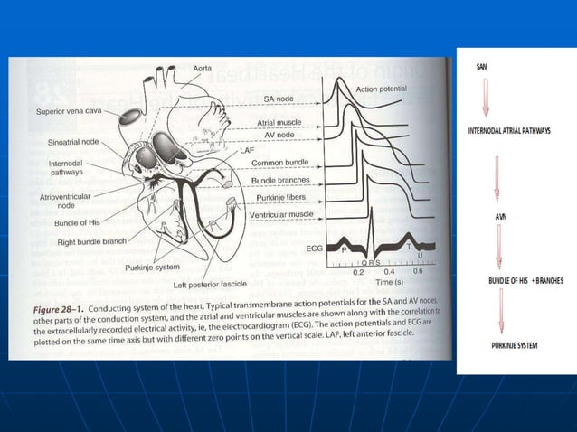 The ECG - lecture.ppt for medical students | PPT | Heart and ...